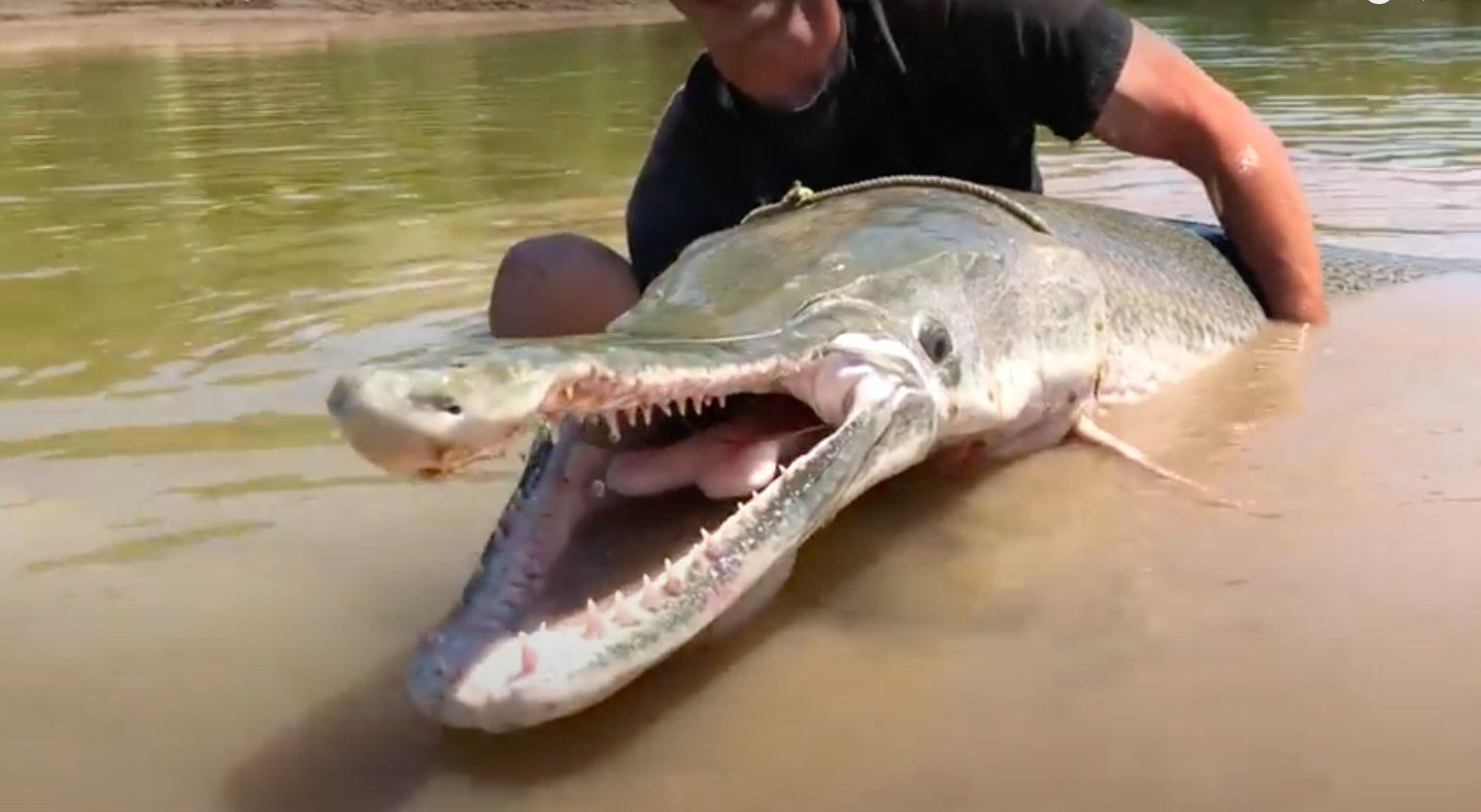 Monstervis - NU Actueel