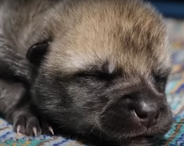 De eerst gekloonde poolwolf - NU Actueel