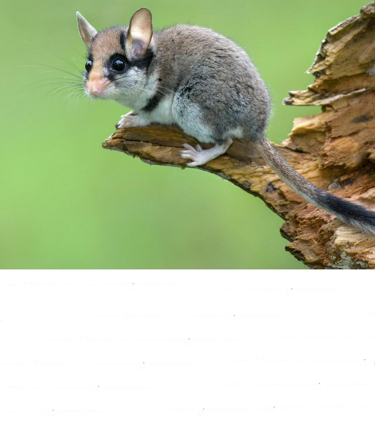 Tier des Jahres - NU Actueel